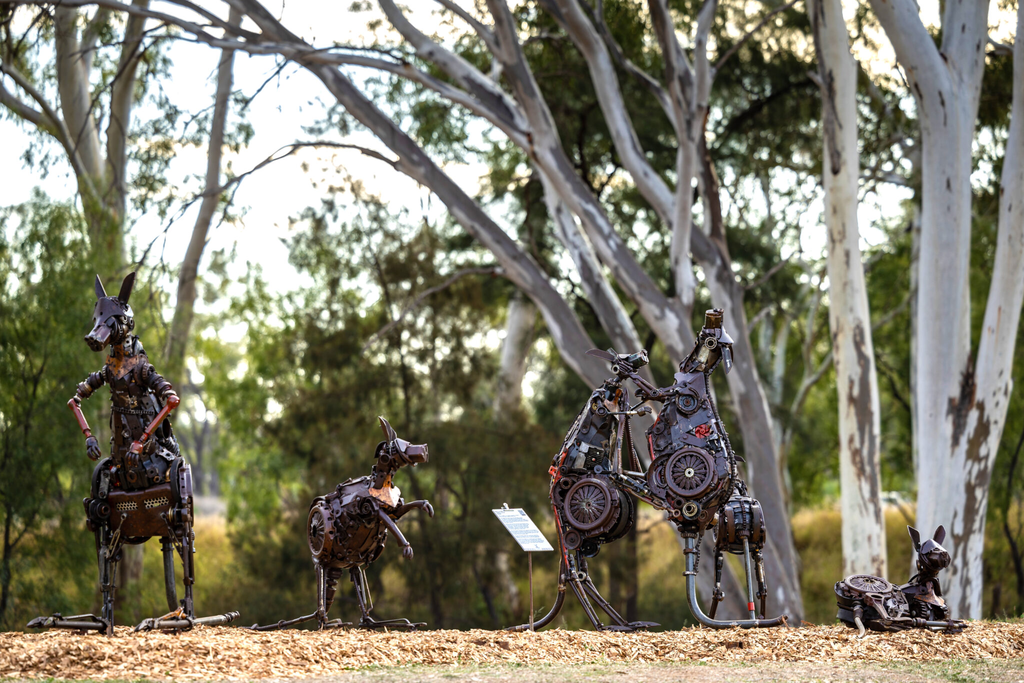 Sculptures Out Back - Roma Revealed